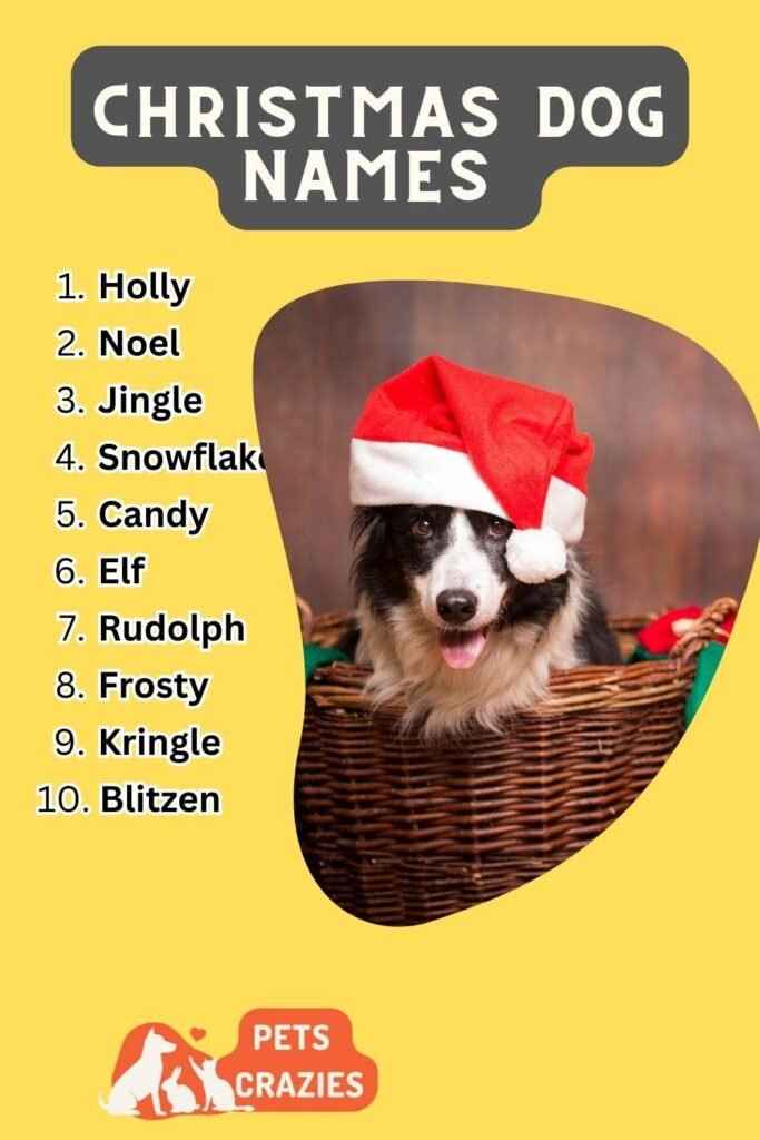 Christmas Dog Names - Perfect Choices