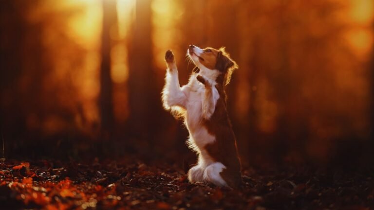 Fall Dog Names (Cozy Choices)