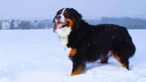 Winter Dog Names (Perfect Fit)