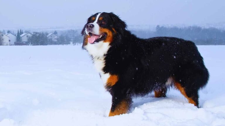 Winter Dog Names (Perfect Fit)