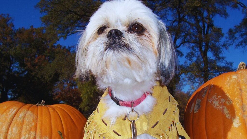 Thanksgiving Dog Names - Festive Fun
