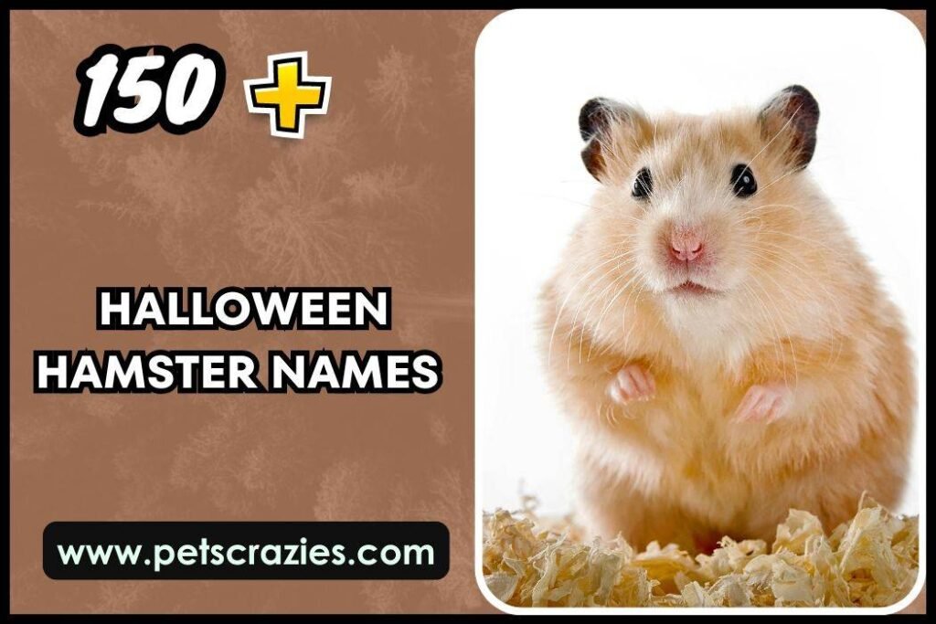 Halloween Hamster Names (Fun Picks)