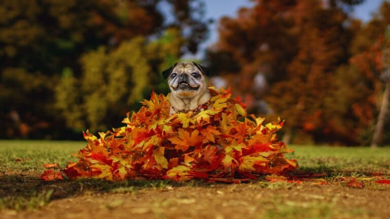 Fall Dog Names (Cozy Choices)