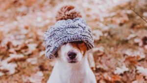 Winter Dog Names (Perfect Fit)