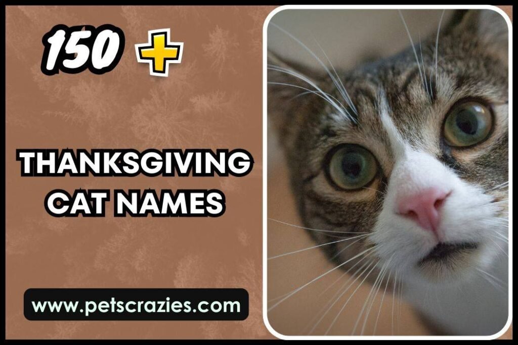 Thanksgiving Cat Names - Unique Ideas