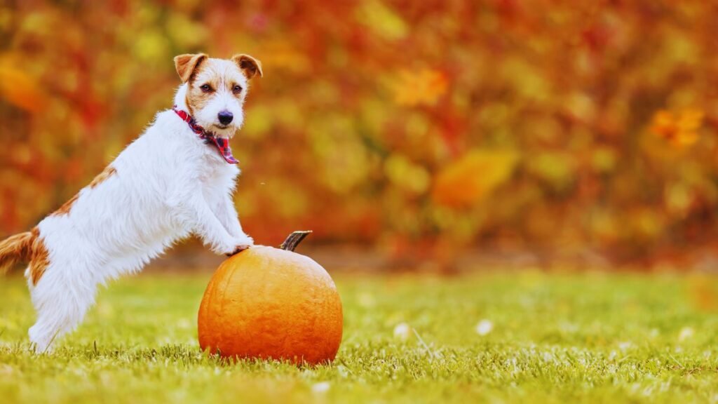 Thanksgiving Dog Names - Festive Fun