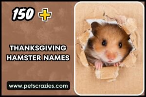Thanksgiving Hamster Names (Cute Inspirations)