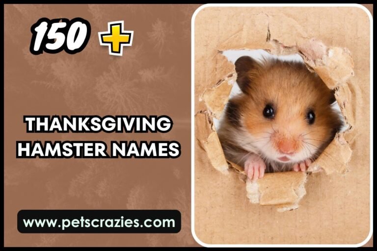 Thanksgiving Hamster Names (Cute Inspirations)