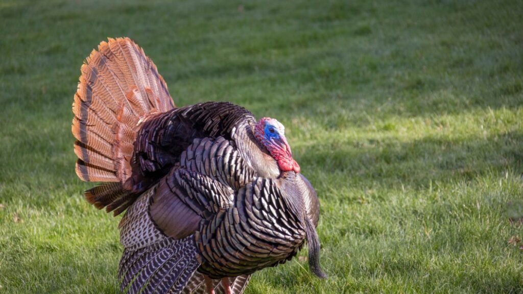 Thanksgiving Turkey Names - Make It Unique