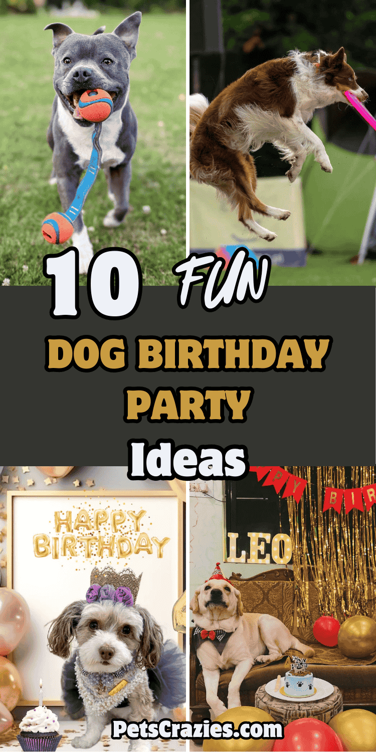 15 Fun Dog Birthday Party Ideas for a Special Day