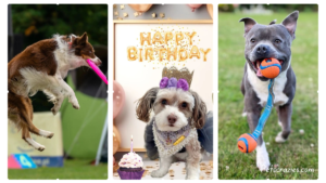 15 Fun Dog Birthday Party Ideas for a Special Day