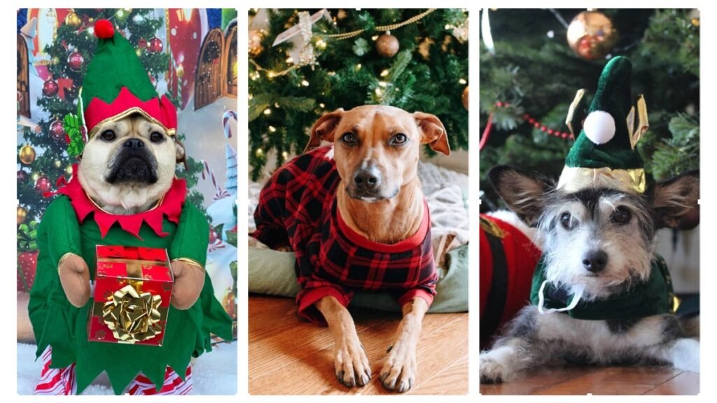20 Hilarious Christmas Dog Outfit Ideas for Holiday Laughs