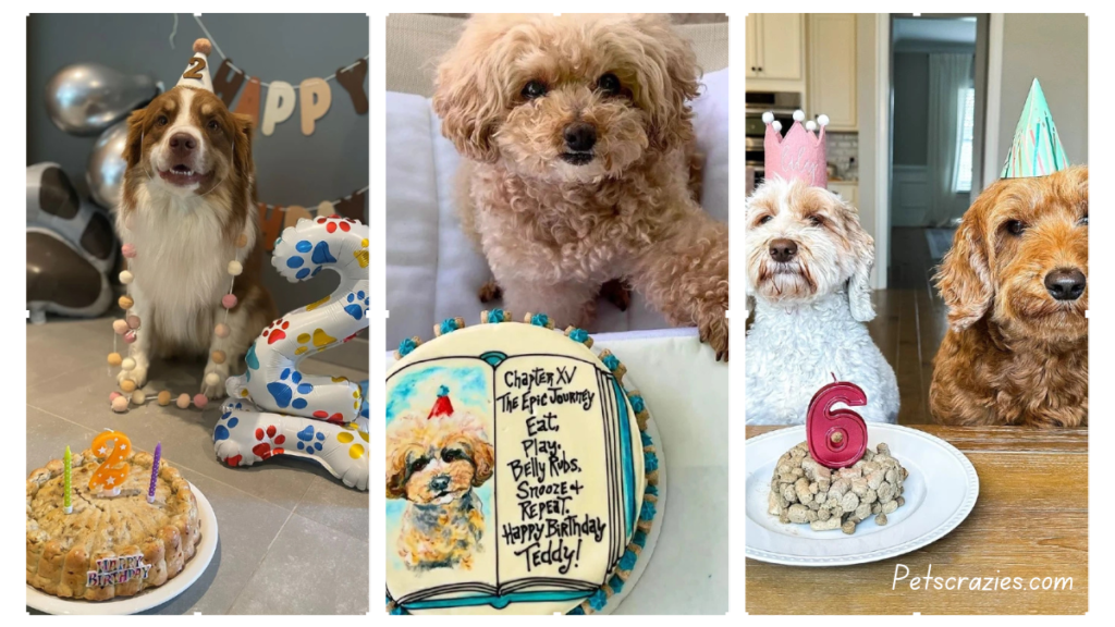 20 Irresistible Dog Birthday Cake Ideas for Every Fur Baby