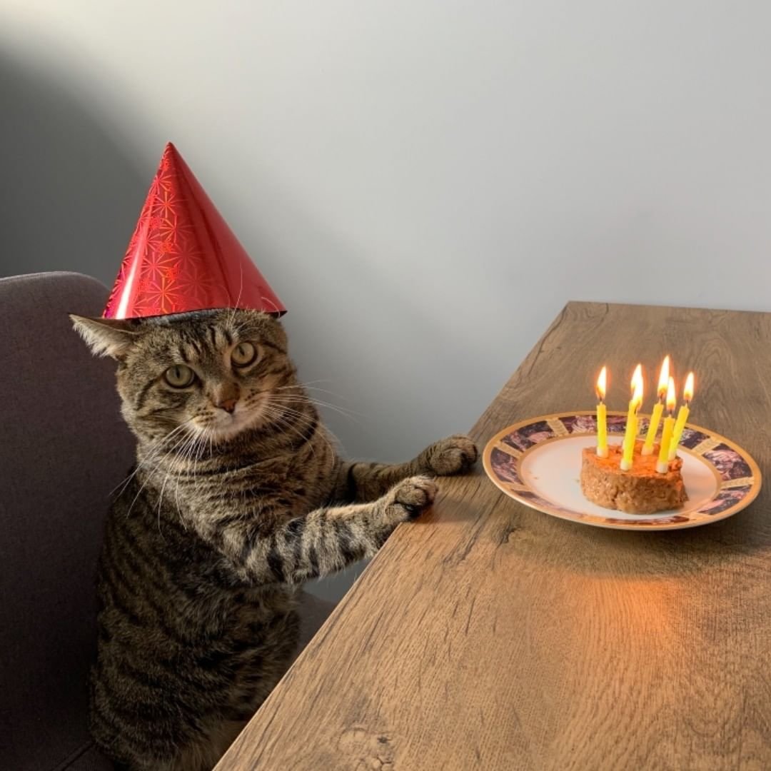 20 Adorable Cat Birthday Ideas to Spoil Your Furry Friend