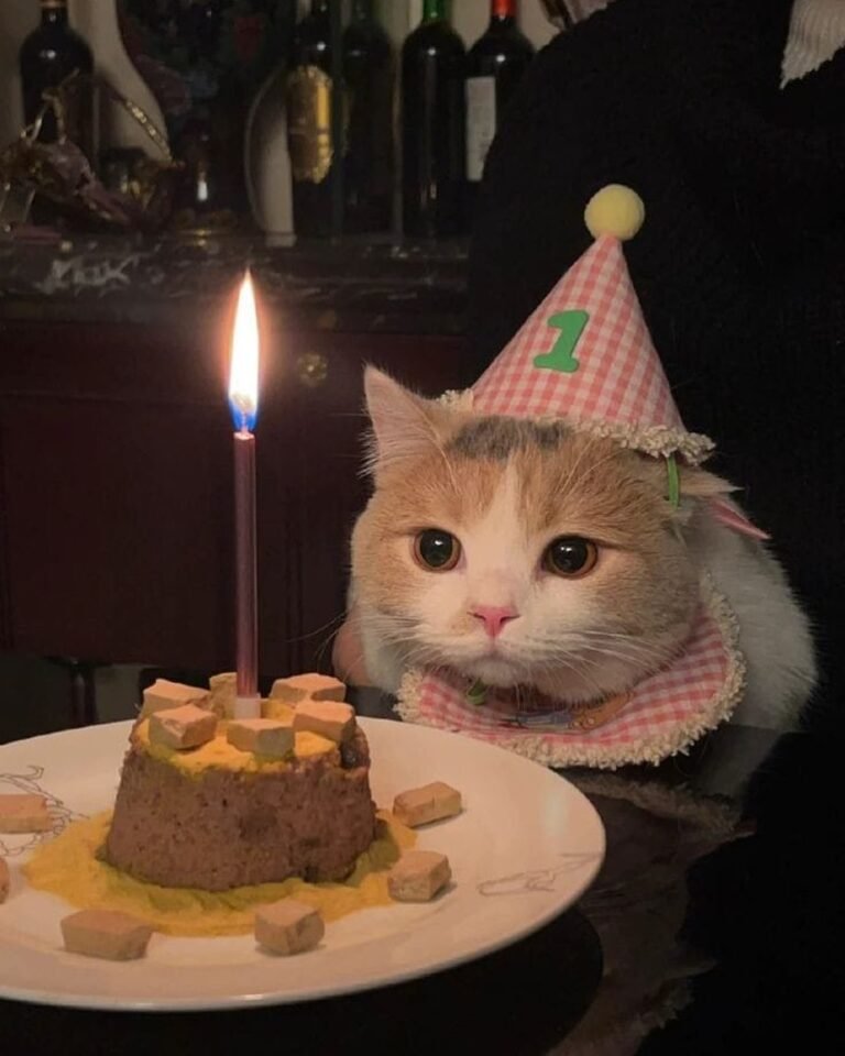 20 Adorable Cat Birthday Ideas to Spoil Your Furry Friend