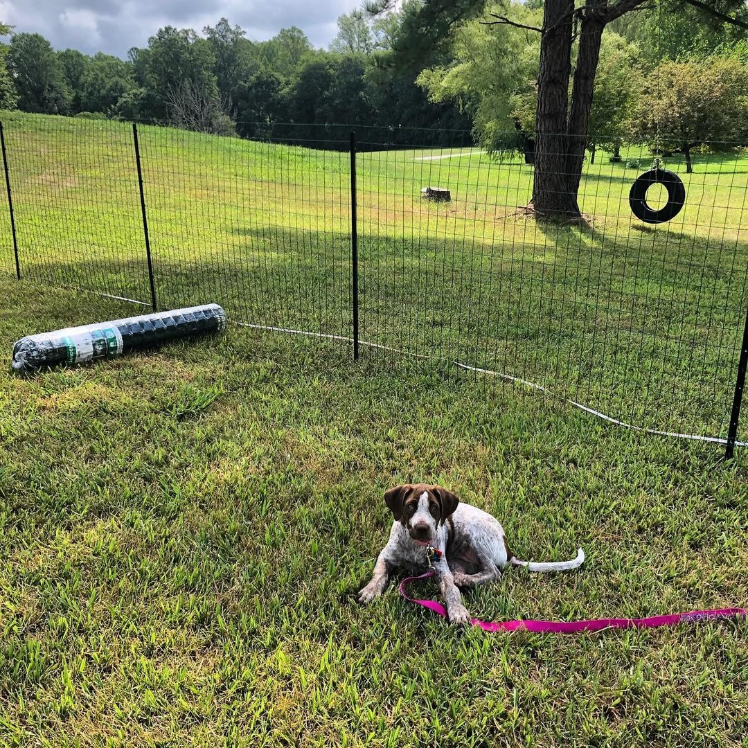 15 Effective Dog Fence Ideas to Keep Your Pup Safe and Happy