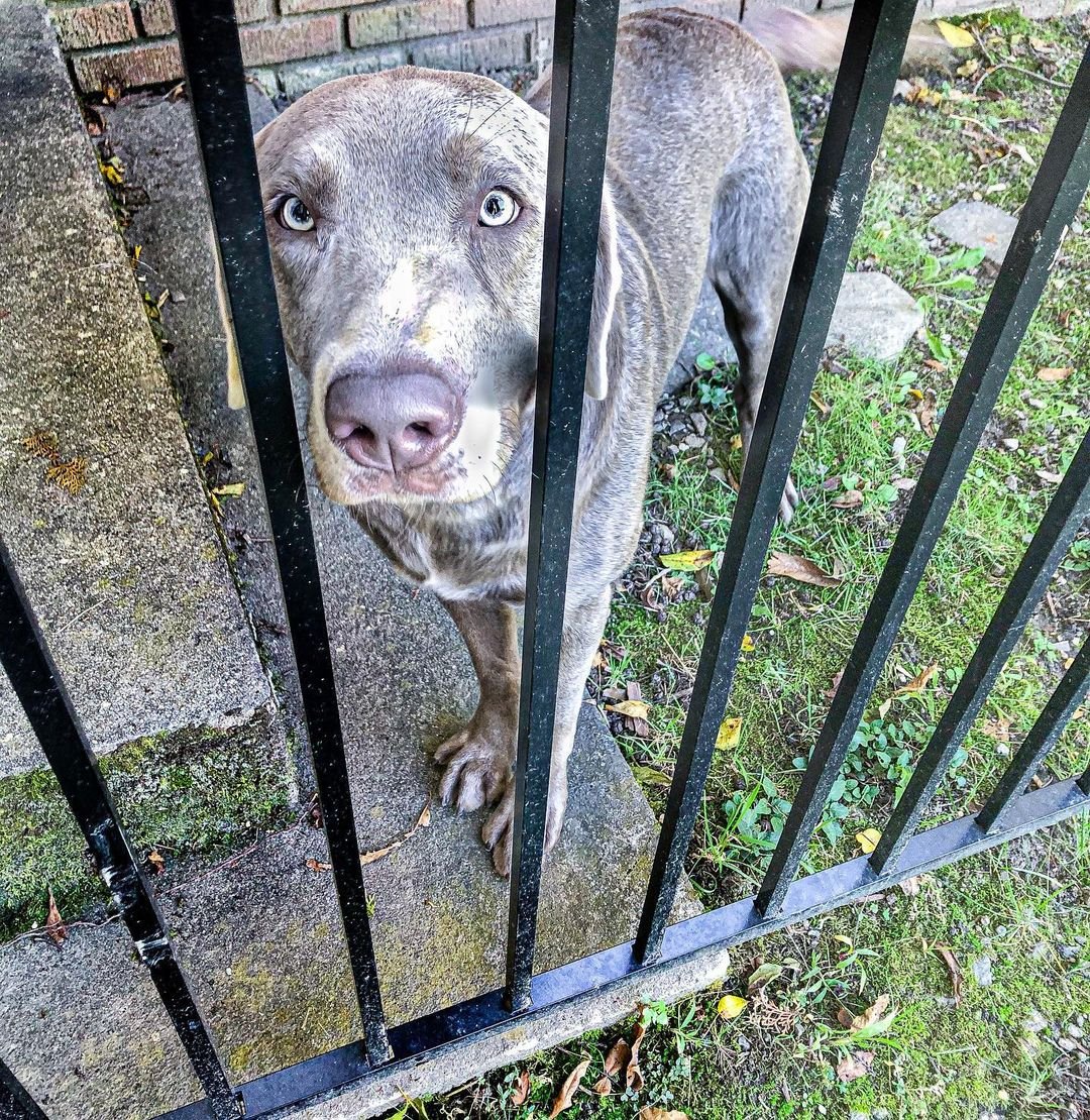 15 Effective Dog Fence Ideas to Keep Your Pup Safe and Happy