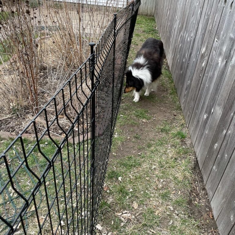15 Temporary Dog Fence Ideas for Quick and Easy Setup