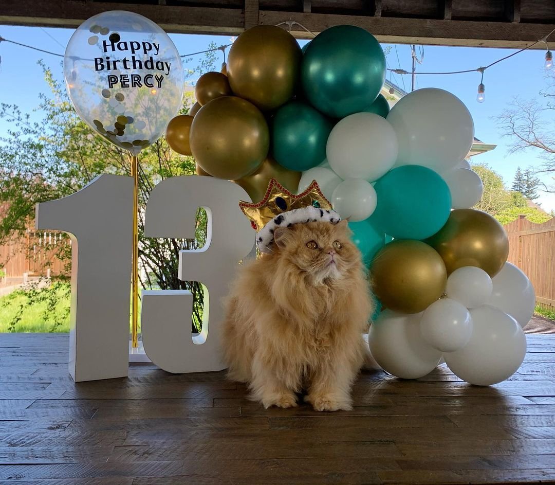 20 Adorable Cat Birthday Ideas to Spoil Your Furry Friend