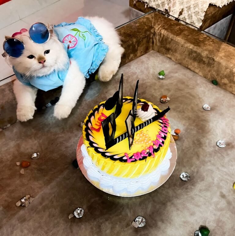 20 Adorable Cat Birthday Ideas to Spoil Your Furry Friend