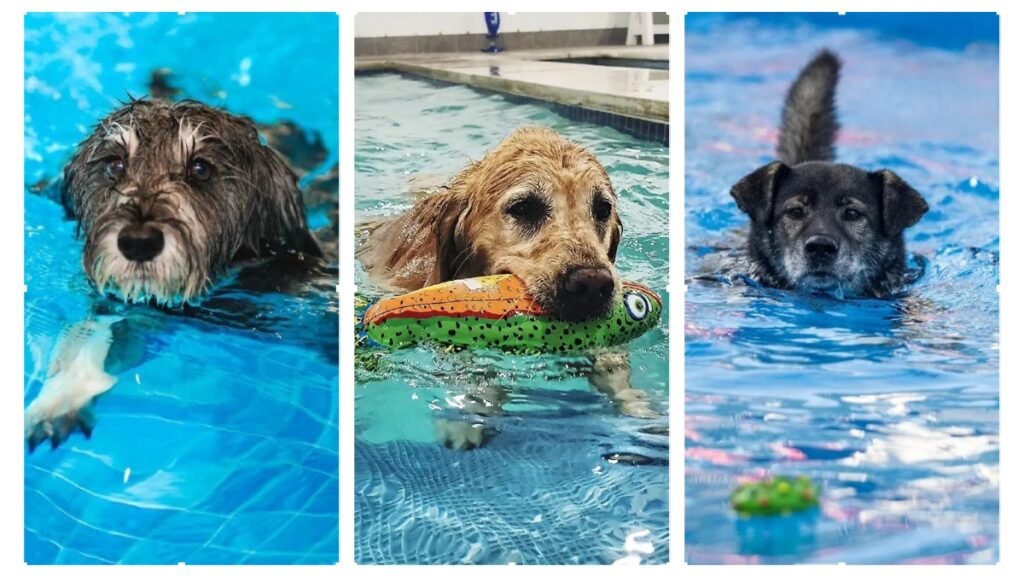 20 Genius Dog Pool Ideas for Any Yard According To Swimming