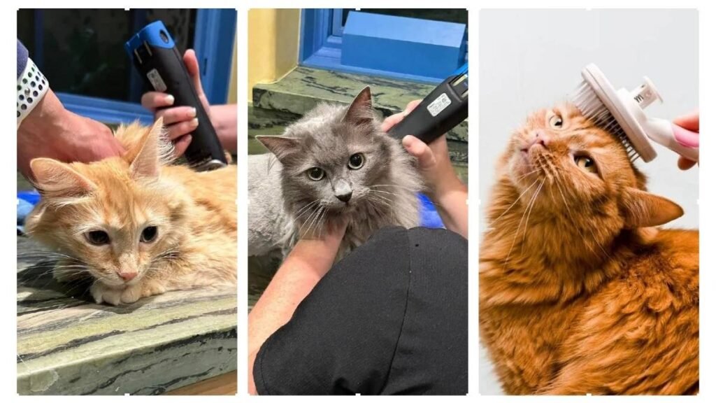 20 Cat Haircut Styles Your Furry Friend Will Love