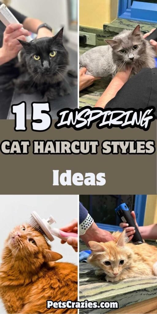 20 Cat Haircut Styles Your Furry Friend Will Love