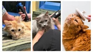 20 Cat Haircut Styles Your Furry Friend Will Love