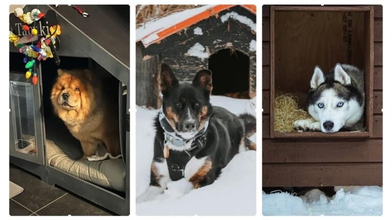 20 Dog House Ideas for Winter for a Warm Winter Retreat