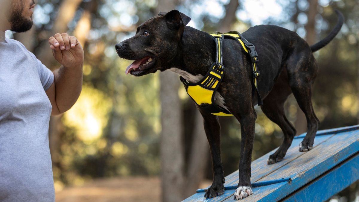 19 Creative Cat Mask Ideas for Every Feline Fan