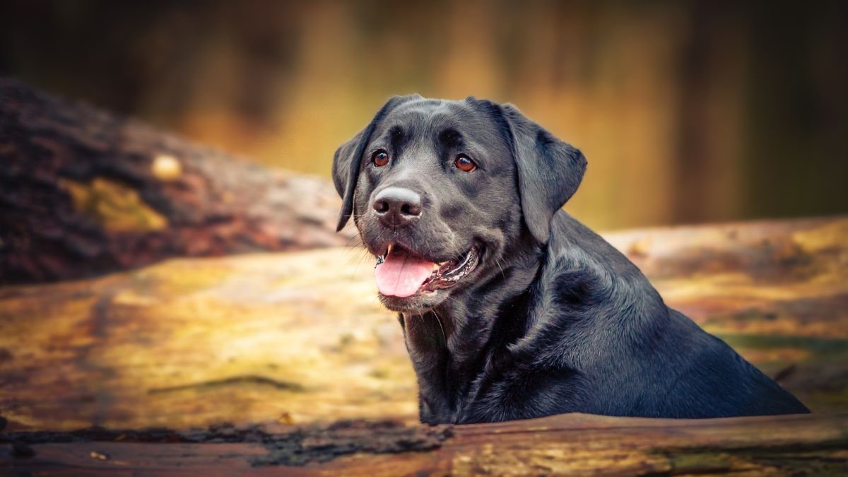 15 Easy Dog Shade Ideas